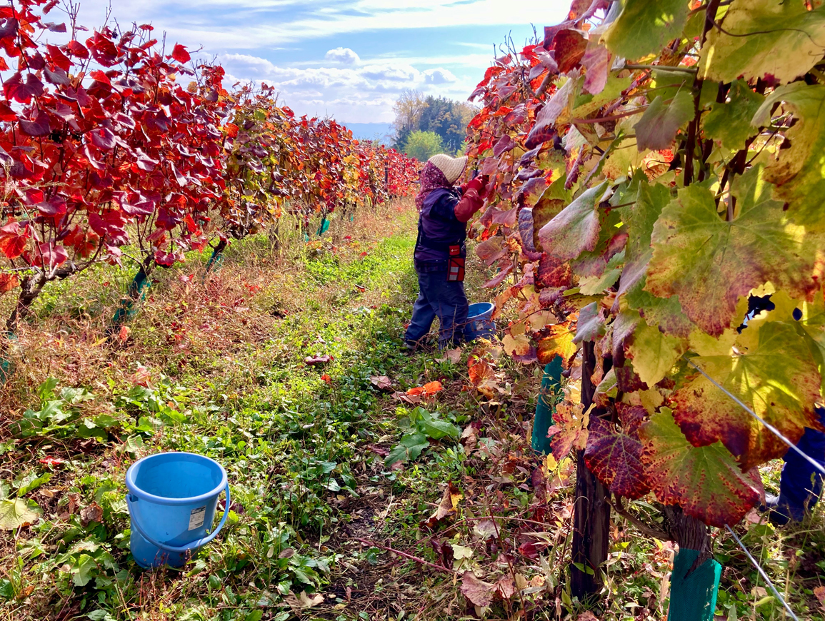 収獲終了: 北国の空から